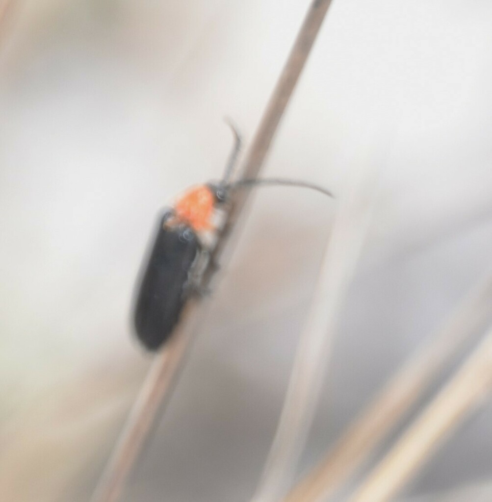 Florida Scrub Dark Firefly from Polk County, US-FL, US on April 14 ...
