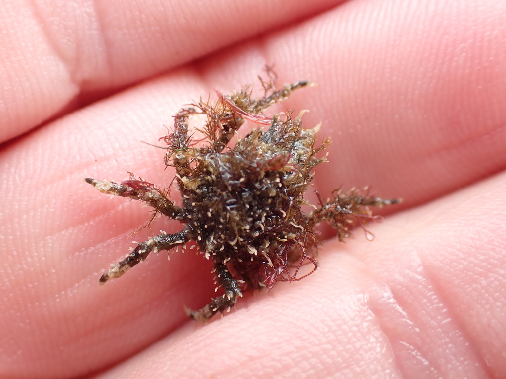 Pisa tetraodon from Havre Des Pas on October 11, 2023 at 12:30 PM by ...