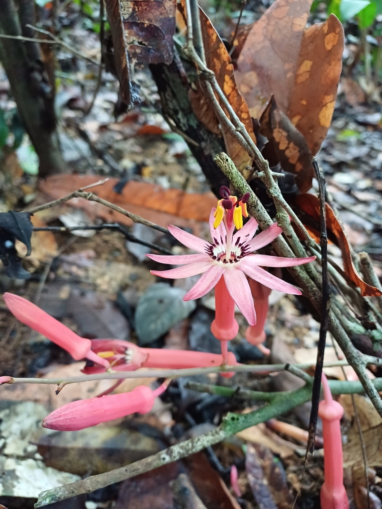 Passiflora balbis from Balbina, Pres. Figueiredo - AM, 69735-000 ...