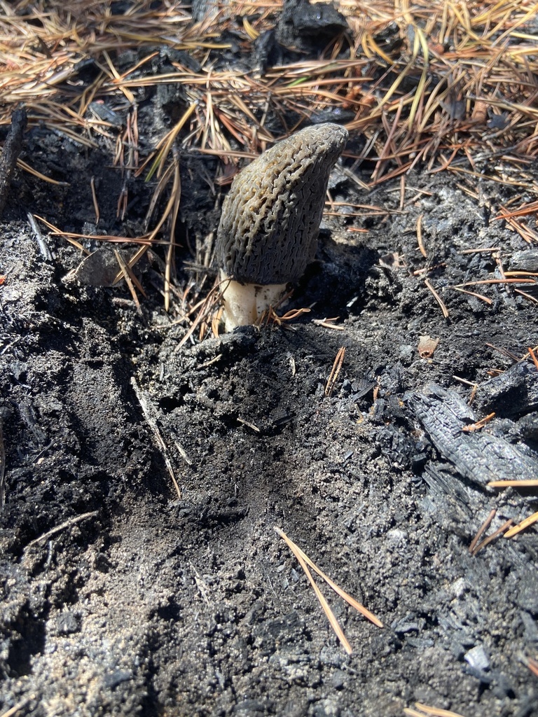 Mel-9 in April 2024 by sum_dirt. Burn morels probly, right after the ...