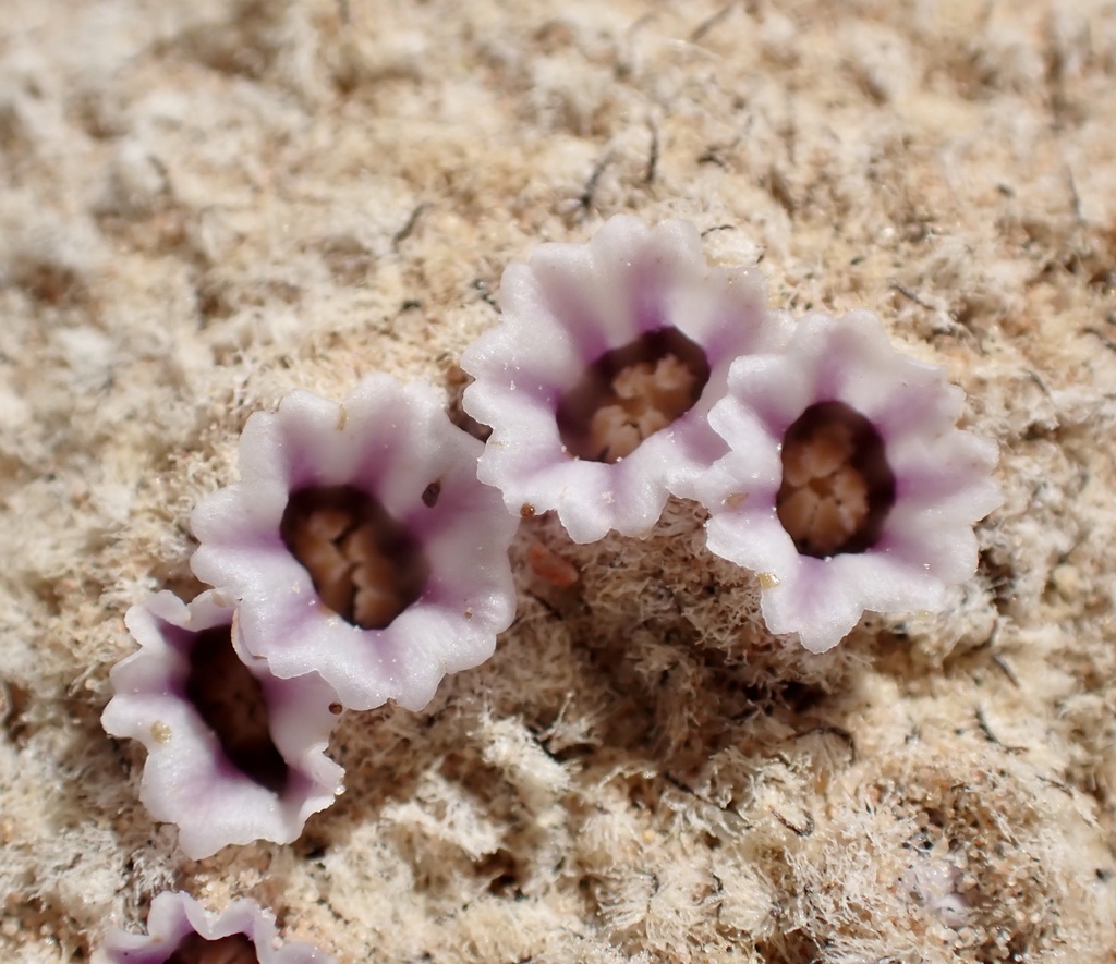 Sand Food in April 2024 by Aaron Echols · iNaturalist