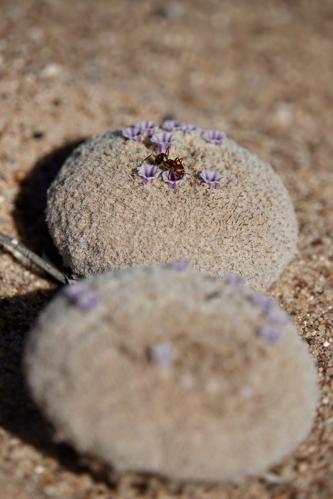 Sand Food in April 2024 by Aaron Echols · iNaturalist