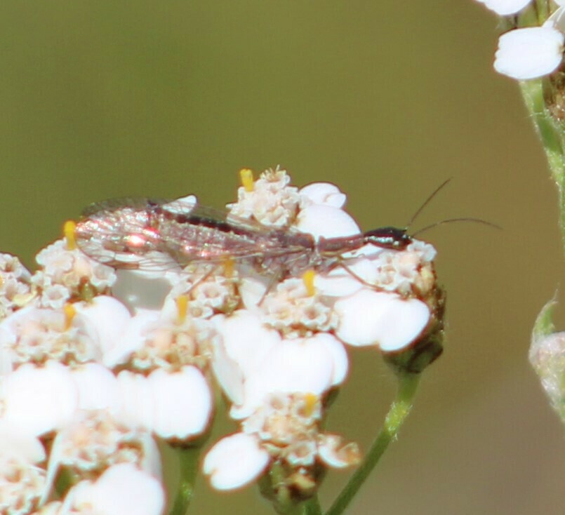Common Snakeflies from Los Angeles County, CA, USA on April 14, 2024 at ...