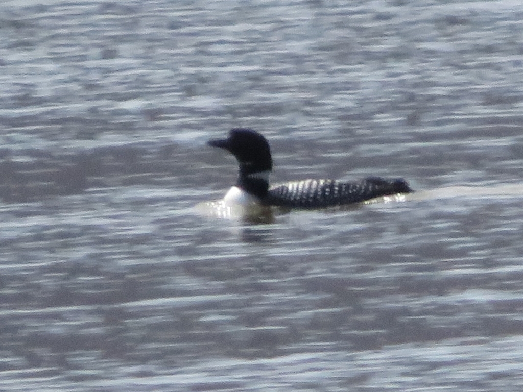 Common Loon from Hastings-On-Hudson, NY 10706, USA on April 8, 2024 at ...