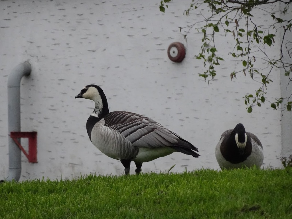 Black Geese from Rocester ST14, UK on April 14, 2024 by song_dog. nene ...