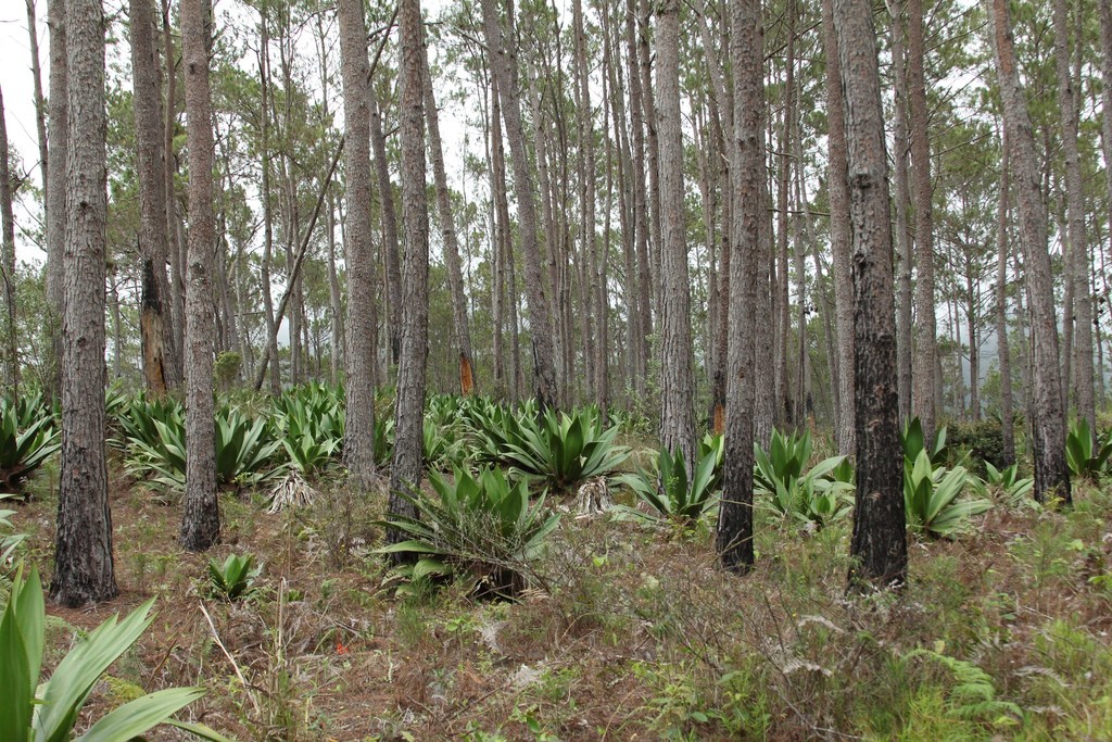 Hispaniolan pine (Pinus occidentalis) - Botanical Realm
