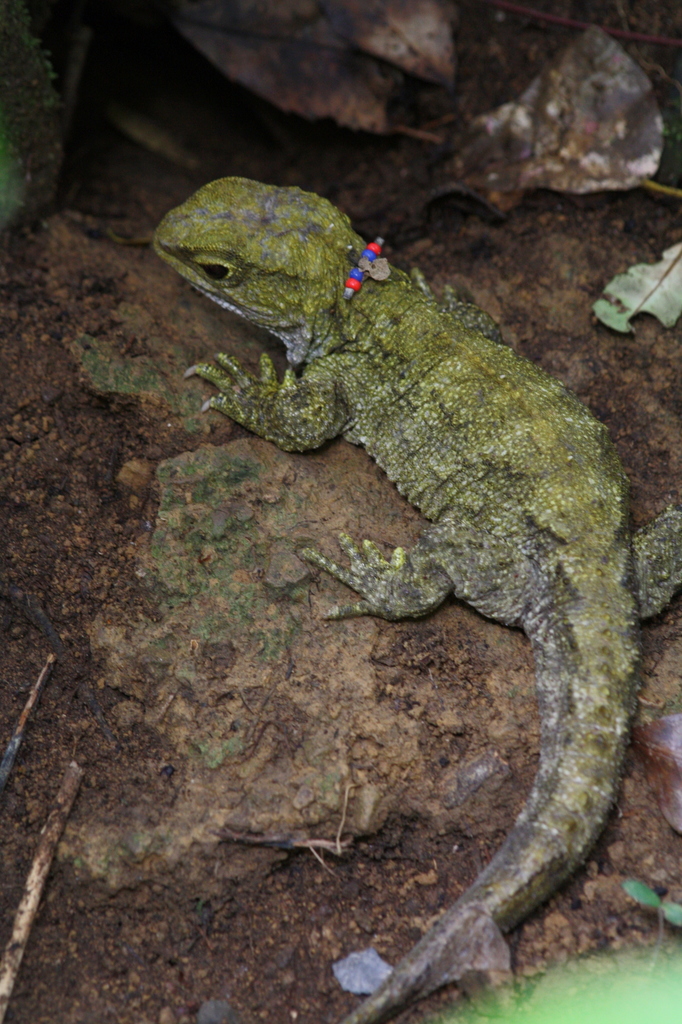 Tuatara in April 2016 by d_kluza. #4 of eight seen on the day ...