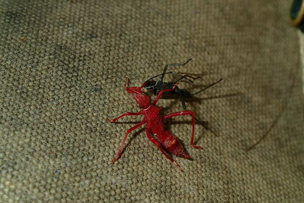 Alydinae from Townson QLD 4341, Australia on April 14, 2024 at 02:42 PM ...