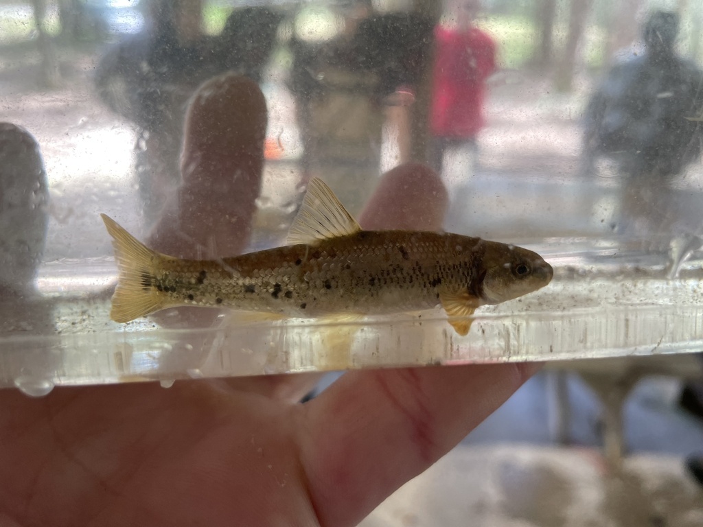 Central Stoneroller in April 2024 by Joshua Rains · iNaturalist