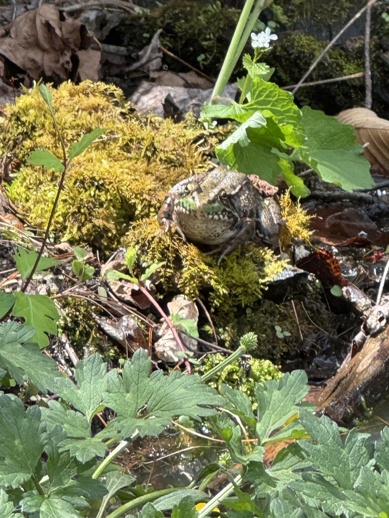 mosses from Canton, NC 28716, USA on April 14, 2024 at 04:16 PM by ...