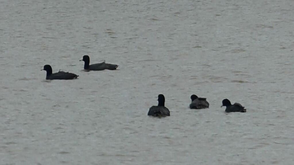 American Coot from Clear Creek Natural Heritage Center, 3310 Collins Rd ...