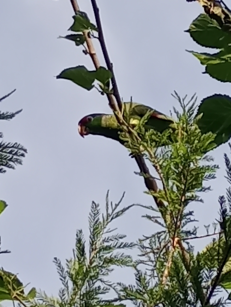 Red-crowned Parrot in April 2024 by CN ER · iNaturalist