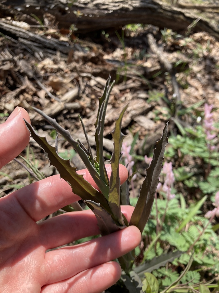 smooth rockcress from International Center, Lemont, IL, US on April 14 ...