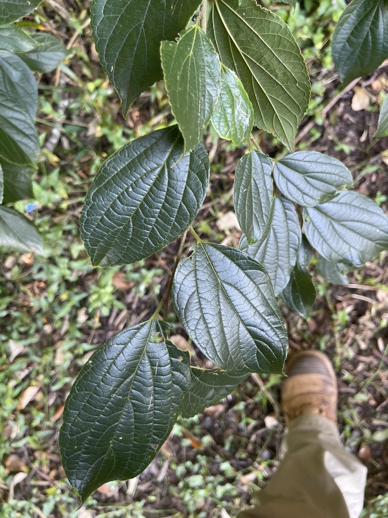 Chinese Hackberry from Coronation Ave, Nambour, QLD, AU on April 15 ...