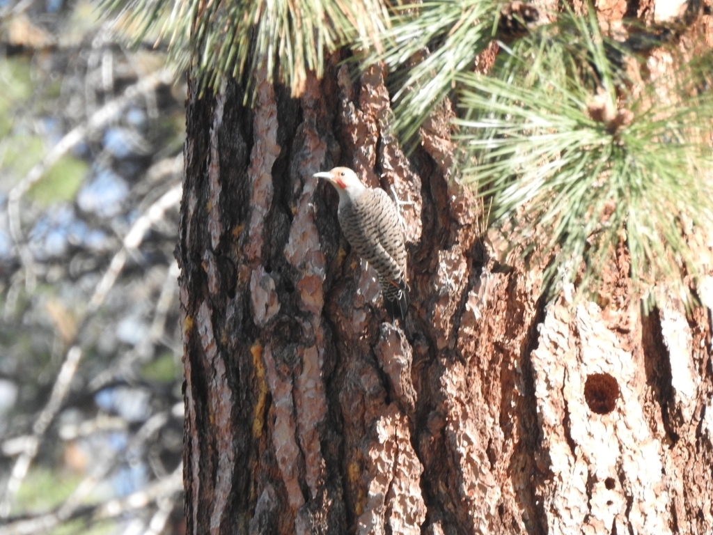 Northern Flicker from Summerland, BC, Canada on April 14, 2024 at 05:53 ...