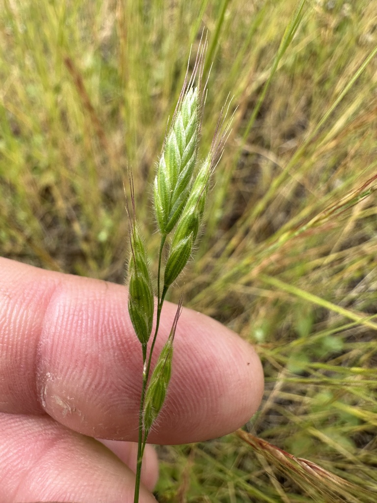 common soft brome from Sycamore Canyon Rd, Moreno Valley, CA, US on ...