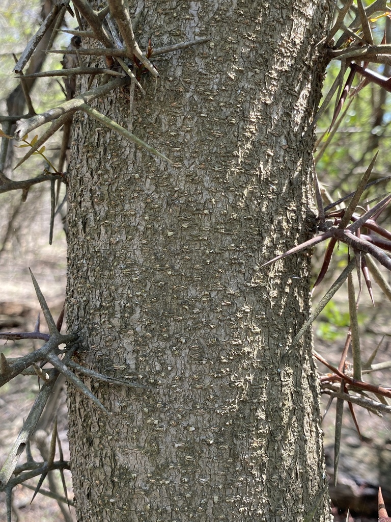 Water locust in April 2024 by Jim Oehmke · iNaturalist