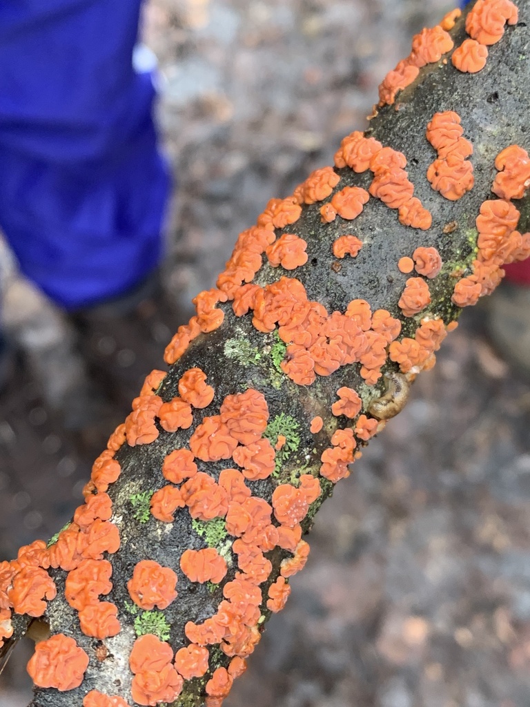 Red Tree Brain Fungus from Westmeath Provincial Park, Whitewater Region ...