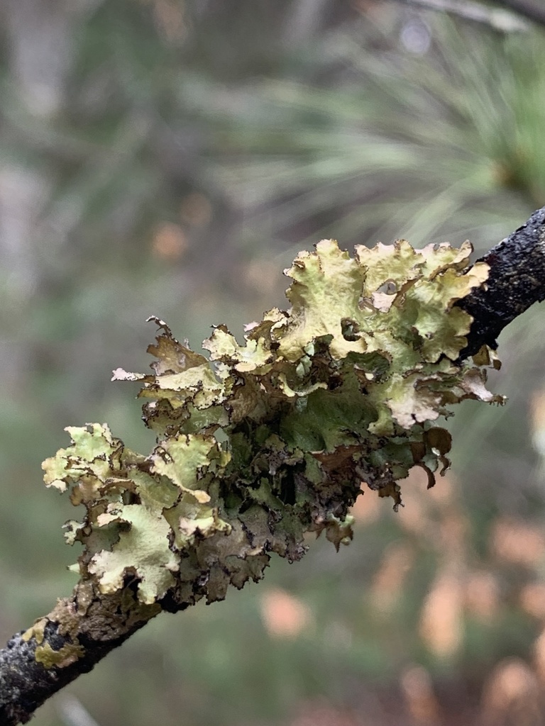 variable wrinkle-lichen from Westmeath Provincial Park, Whitewater ...