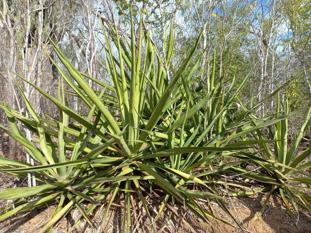 Agave rhodacantha from 63779 Nay., México on April 8, 2024 at 08:14 AM ...