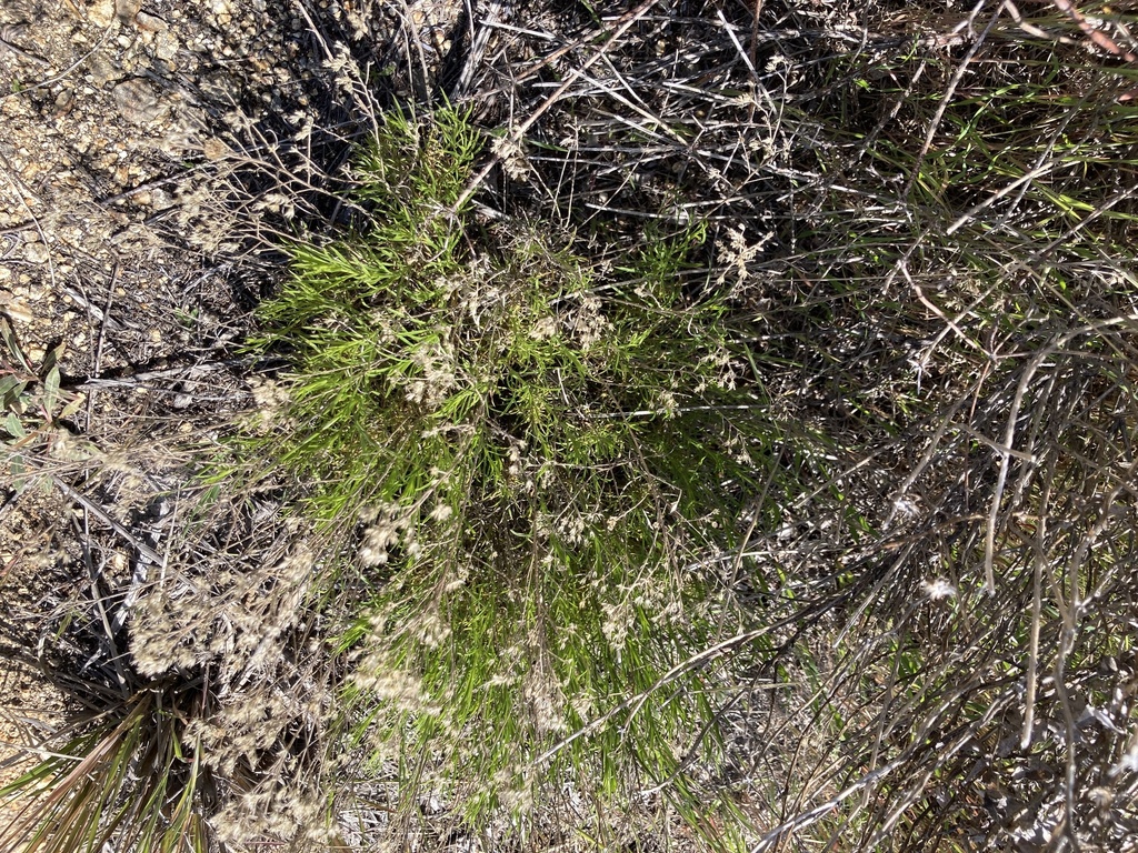 matchweeds and snakeweeds from Cleveland National Forest, Pine Valley ...