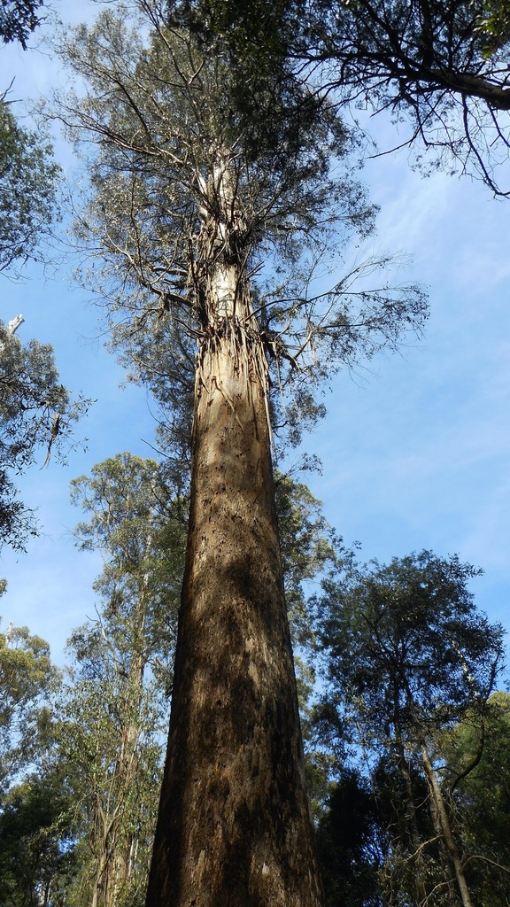 Australian Mountain Ash from Cambarville Rd, Cambarville VIC 3779 ...