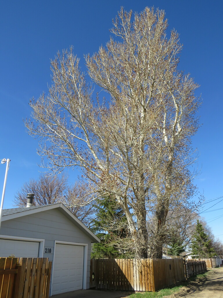 balsam poplar from Maple Creek, SK S0N 1N0, Canada on April 14, 2024 at ...