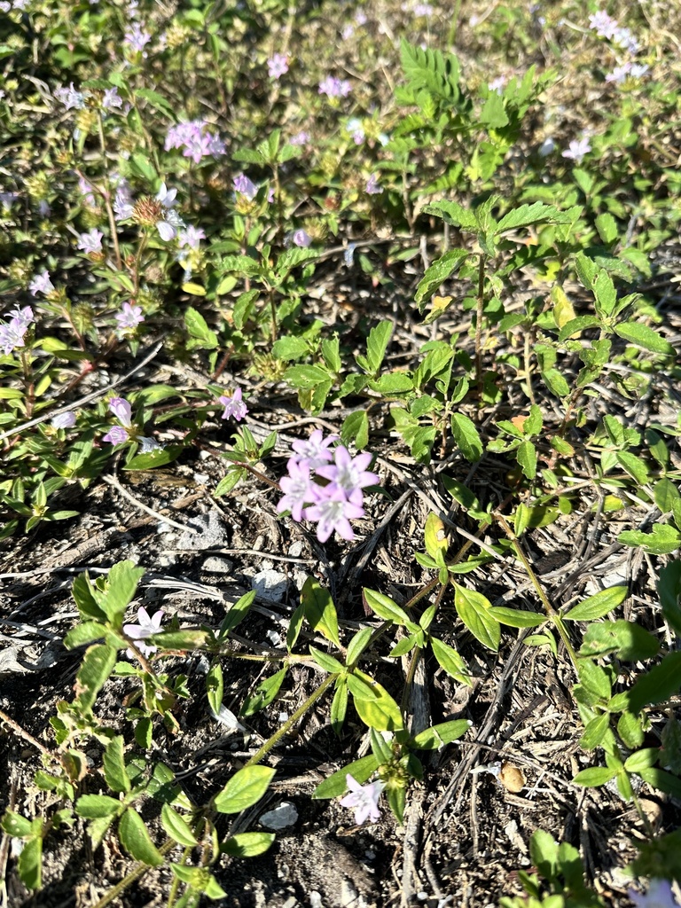 largeflower Mexican clover from Manatee County, FL, USA on April 12 ...