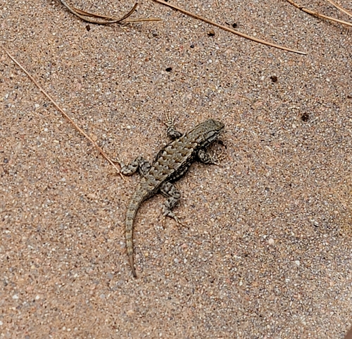 Prairie Lizard (Sceloporus consobrinus) - Snakes and Lizards