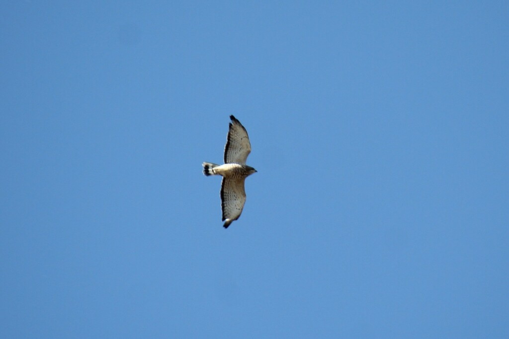 Broad-winged Hawk from Shoreview, MN 55126, USA on April 12, 2024 at 11 ...