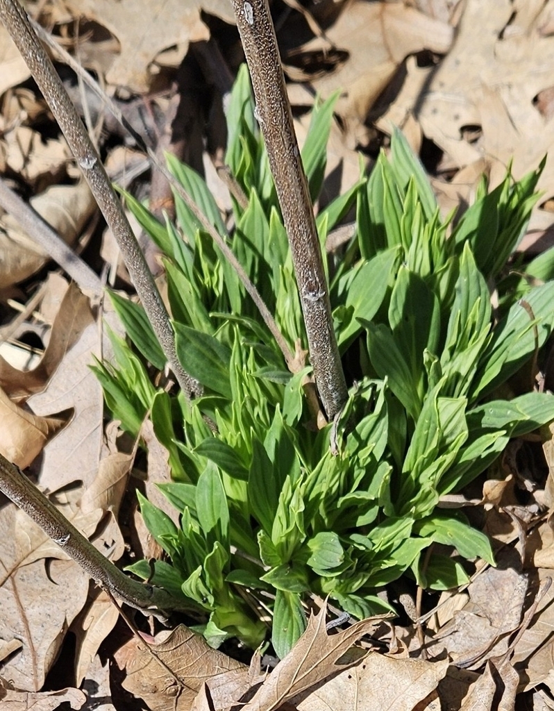 stoneseeds, puccoons, and gromwells from Owatonna, MN, USA on April 14 ...