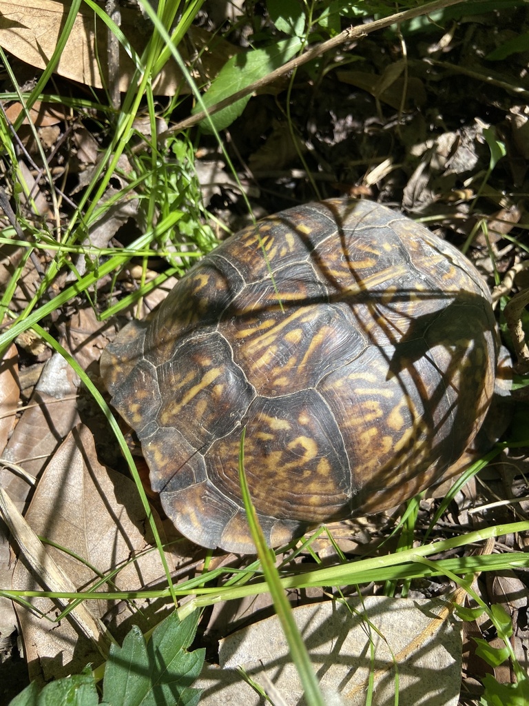Common Box Turtle in April 2024 by Phil Stouffer · iNaturalist