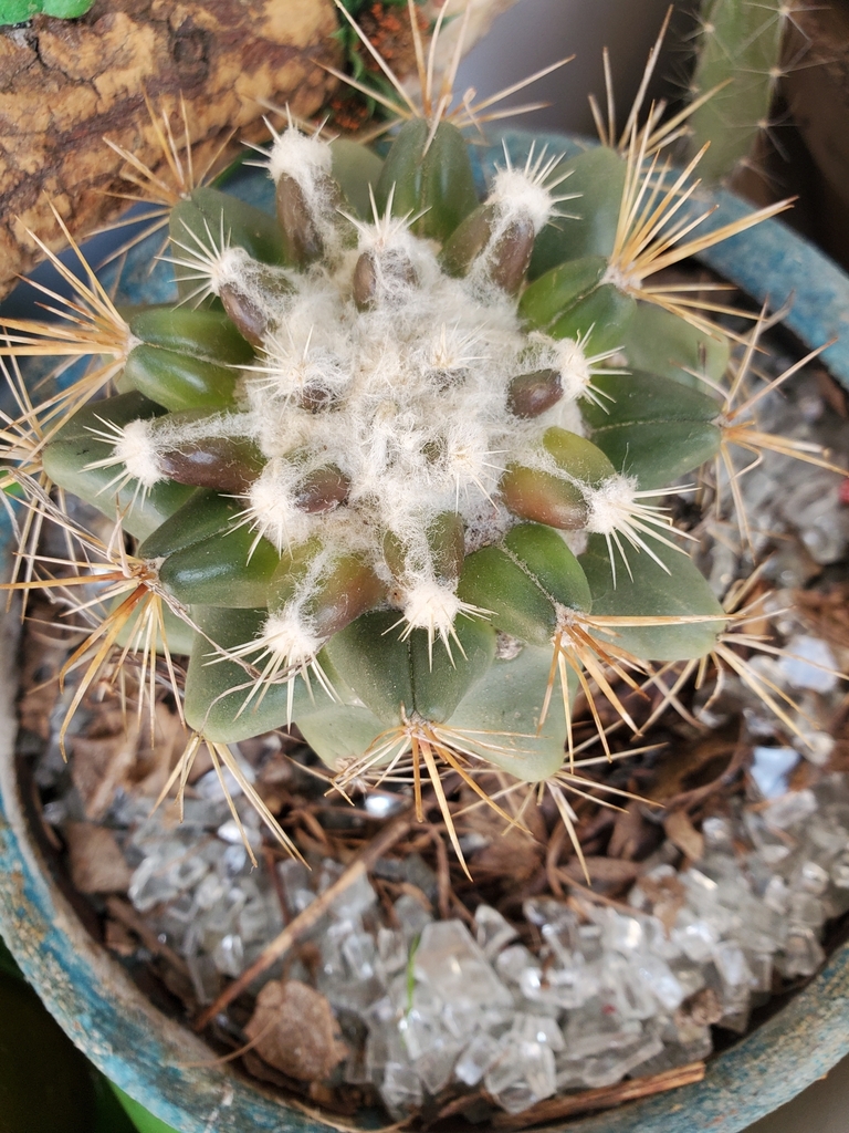 Coryphantha ottonis from Manzana 017, 50813 Manzana Quinta, Méx ...