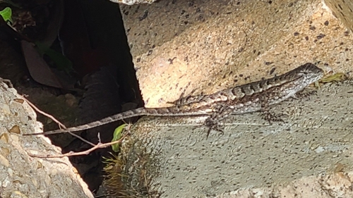 Prairie Lizard (Sceloporus consobrinus) - Snakes and Lizards