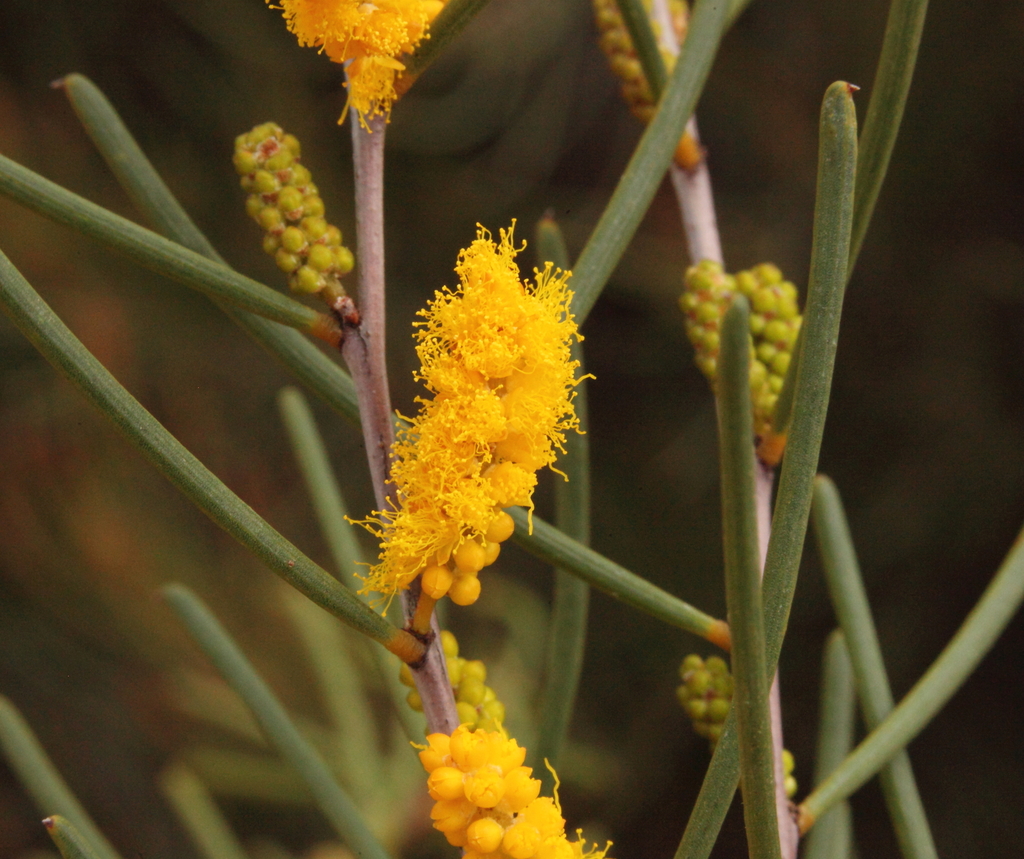 Acacia multispicata from Barbalin WA 6479, Australia on July 26, 2020 ...