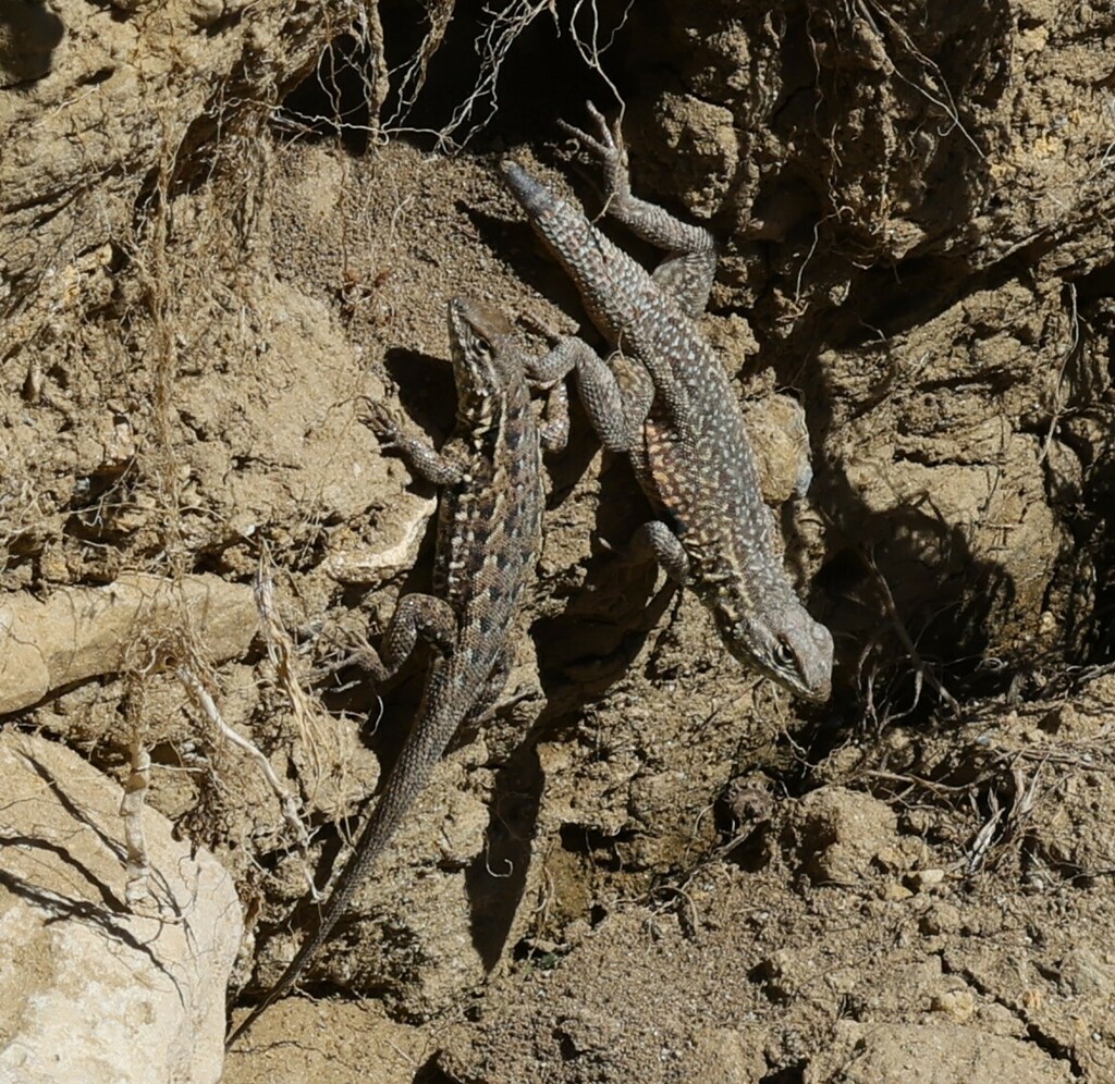 Common Side-blotched Lizard from Monterey County, CA, USA on April 10 ...