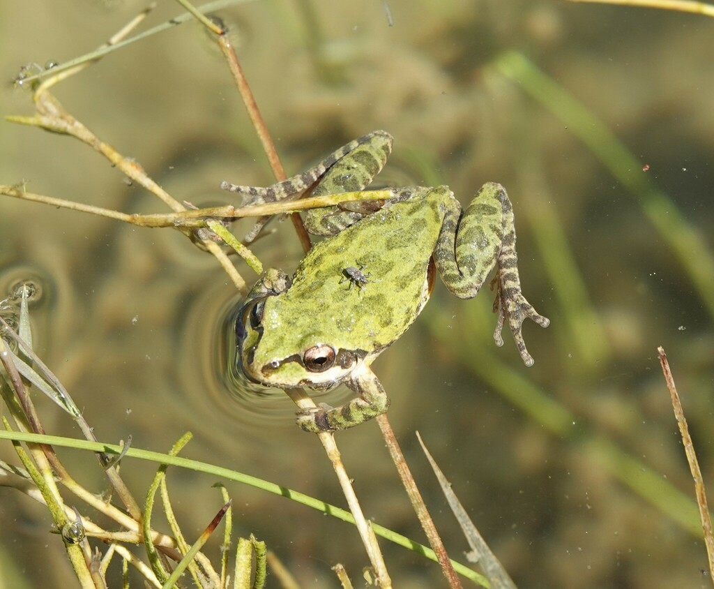 Pacific chorus frog from Kings County, CA, USA on April 9, 2024 at 09: ...