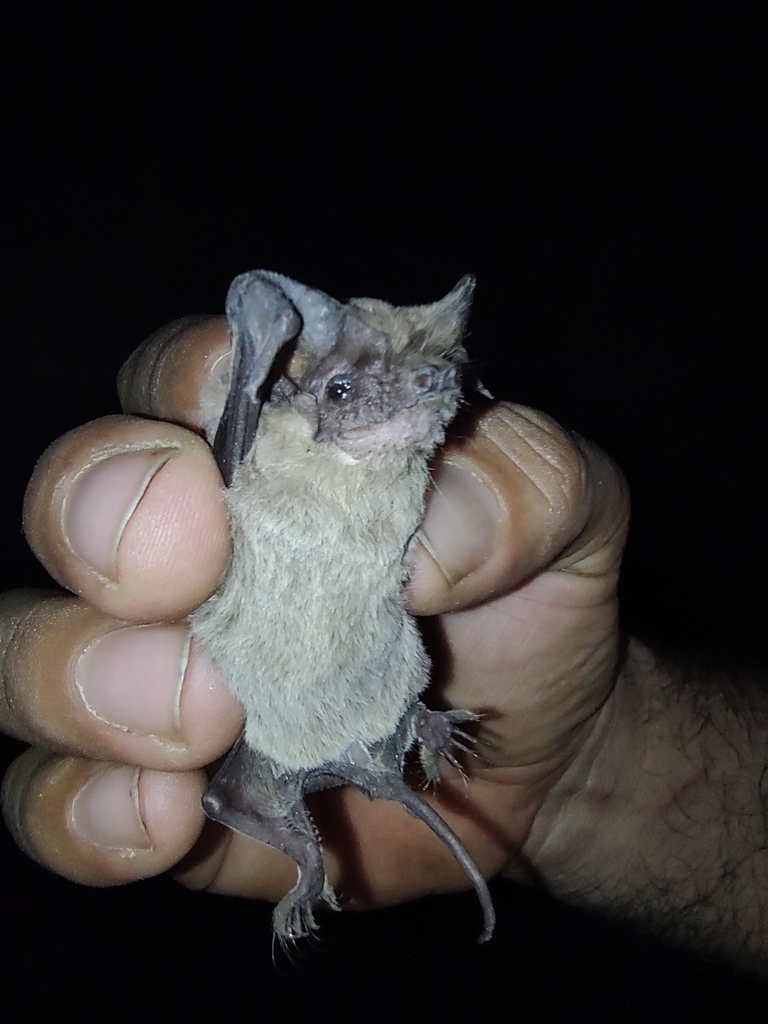 Molossinae from Coapilla, 29650 Coapilla, Chis., México on April 6 ...
