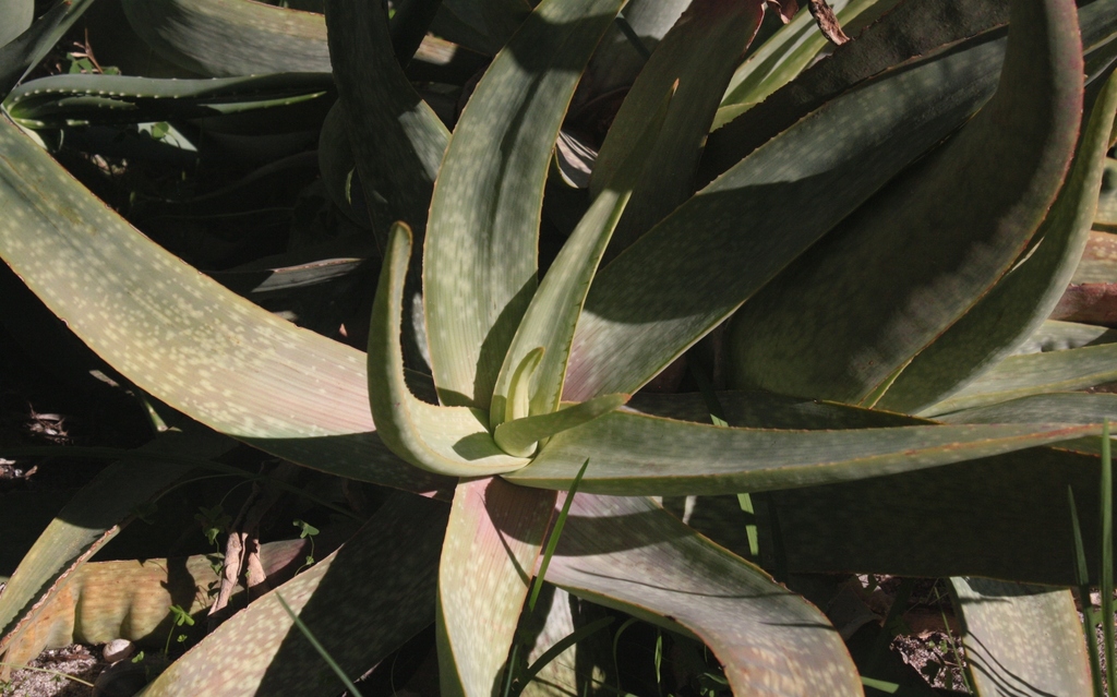 Buhr's Stemless Aloe in April 2019 by Alan Horstmann · iNaturalist