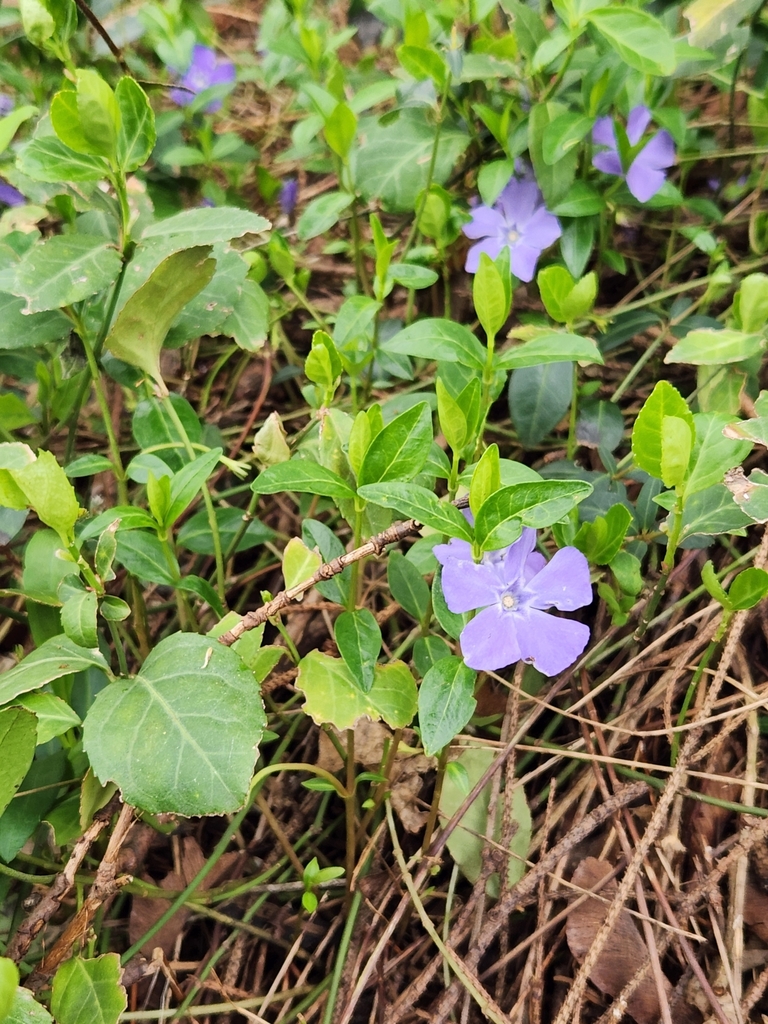 lesser periwinkle from Indiana, PA, USA on April 11, 2024 at 12:36 PM ...