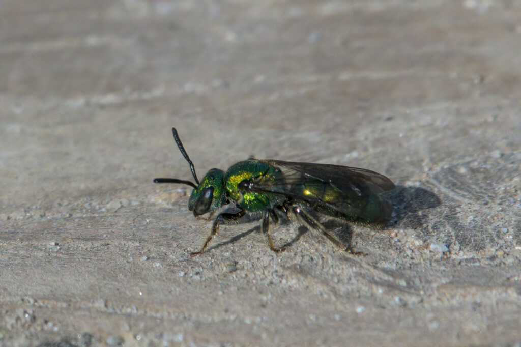 Augochlorine Sweat Bees from Ann Arbor, MI on April 14, 2024 at 10:01 ...