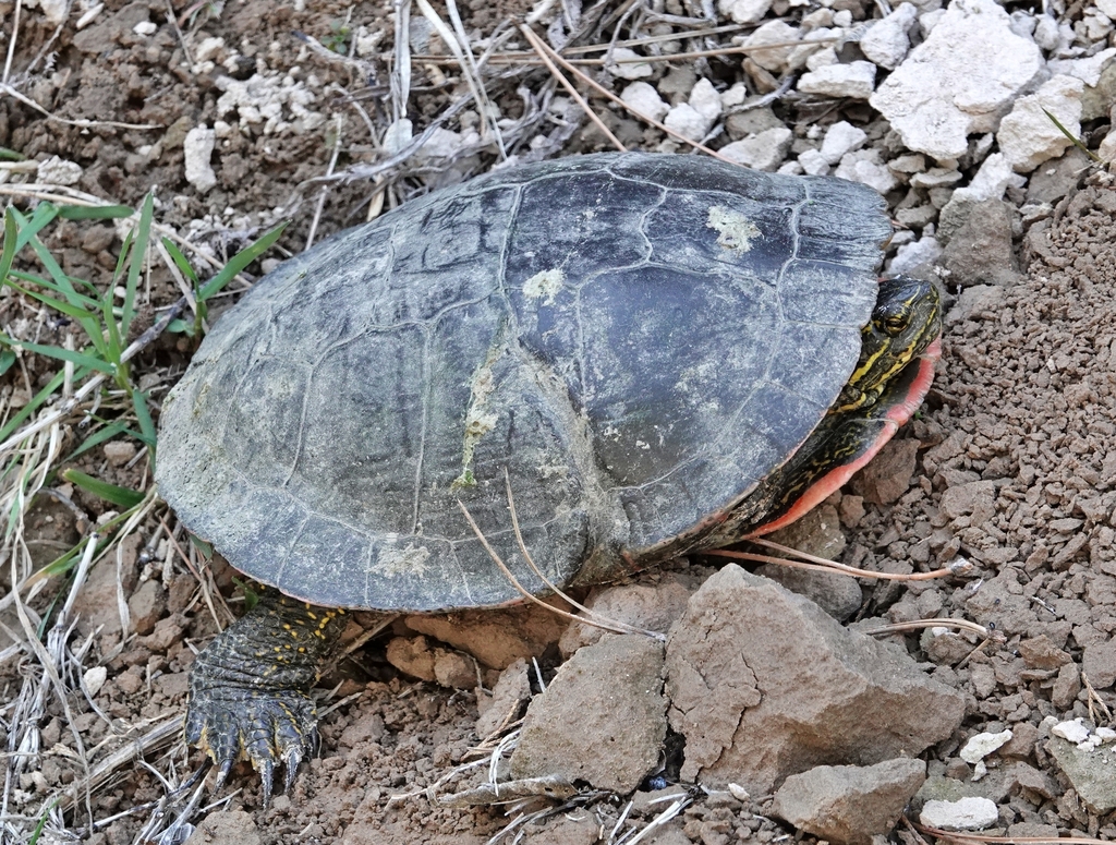 Painted Turtle from Scotts Bluff County, NE, USA on April 14, 2024 at ...