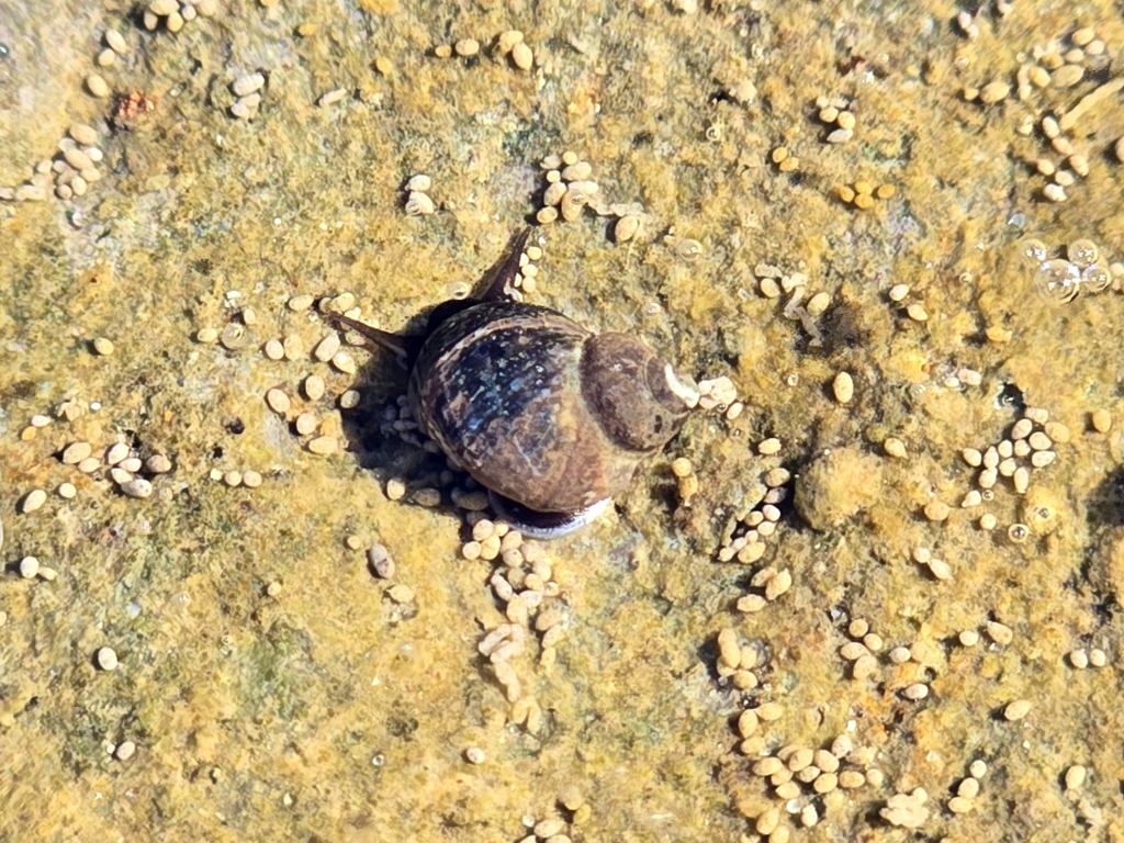 Brown Periwinkle from Kaunihera a-Rohe o Ōtepoti, Otago, New Zealand on ...