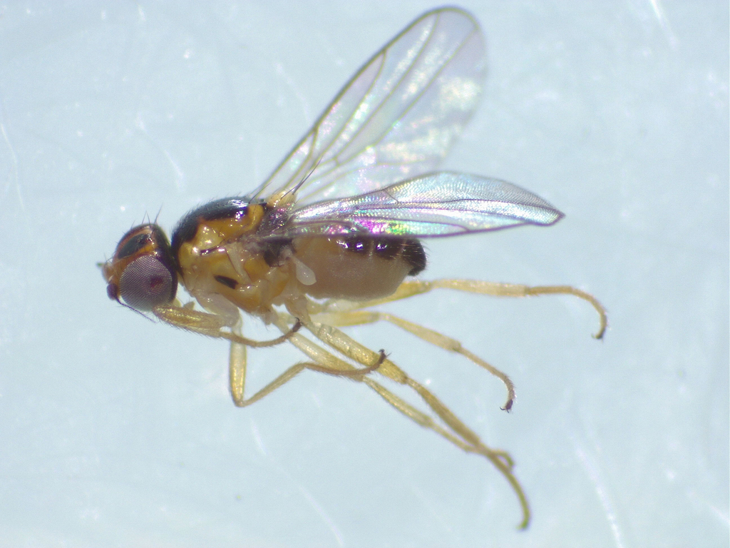Flies from Omana Regional Park 2 Omana Beach Road, Maraetai 2571, New ...