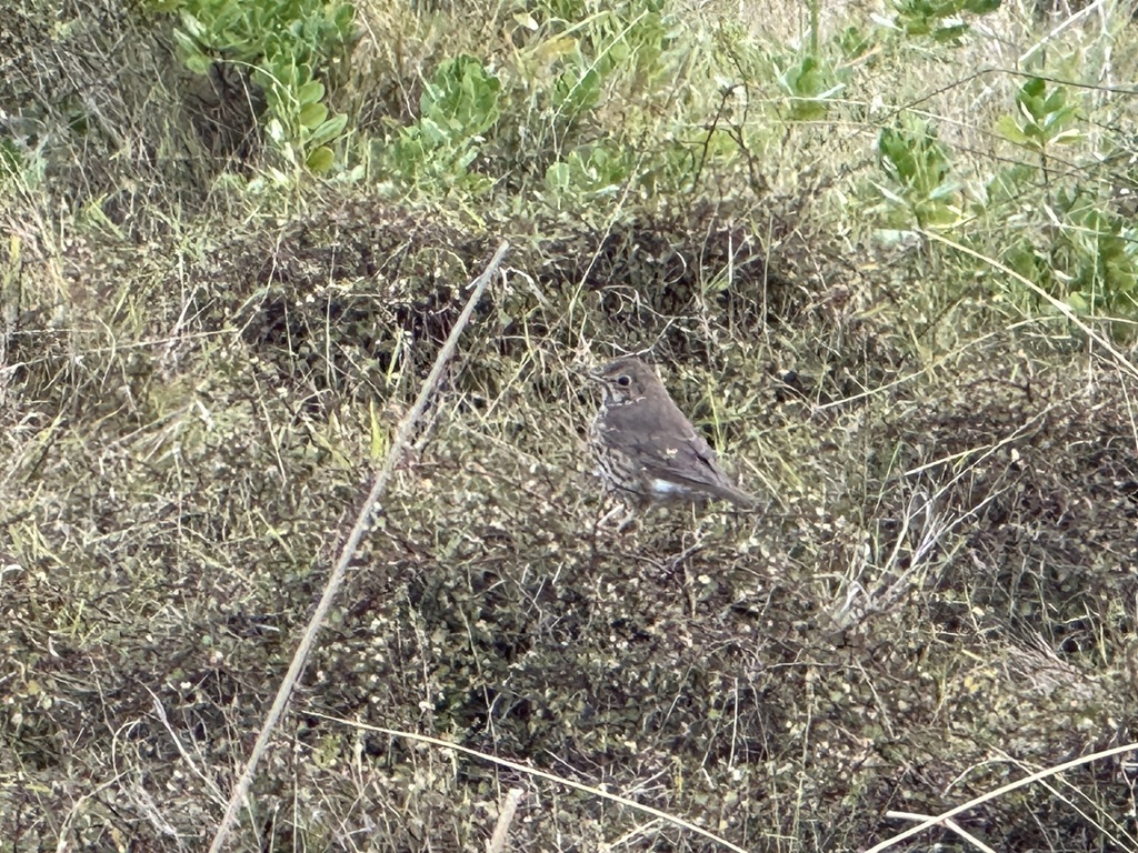 Song Thrush from Auckland, New Zealand on April 5, 2024 at 06:32 PM by ...
