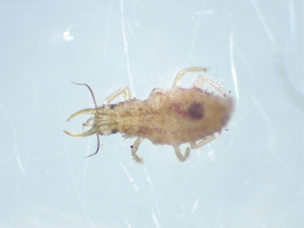Mallada basalis from Omana Regional Park 2 Omana Beach Road, Maraetai ...