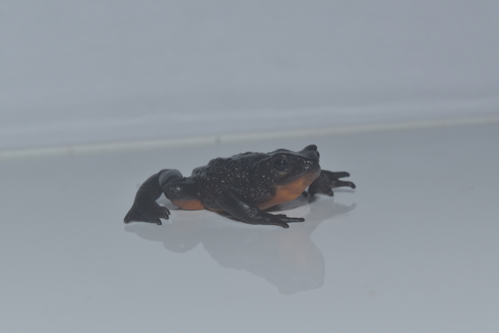 Jambato Toad in December 2021 by mateoan · iNaturalist