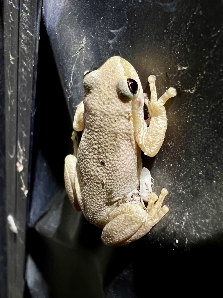 Desert Tree Frog from Sturt National Park, Tibooburra, NSW, AU on April 11, 2024 at 09:17 PM by ...