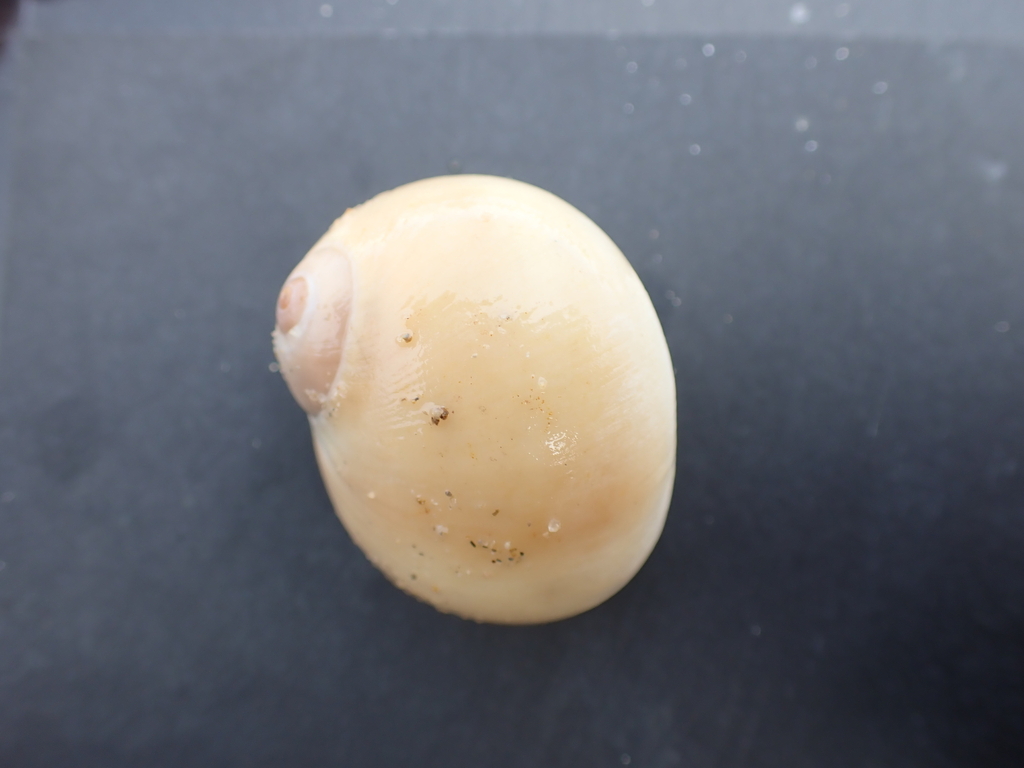 Bladder Moon Snail from Point Leo VIC 3916, Australia on April 15, 2024 ...