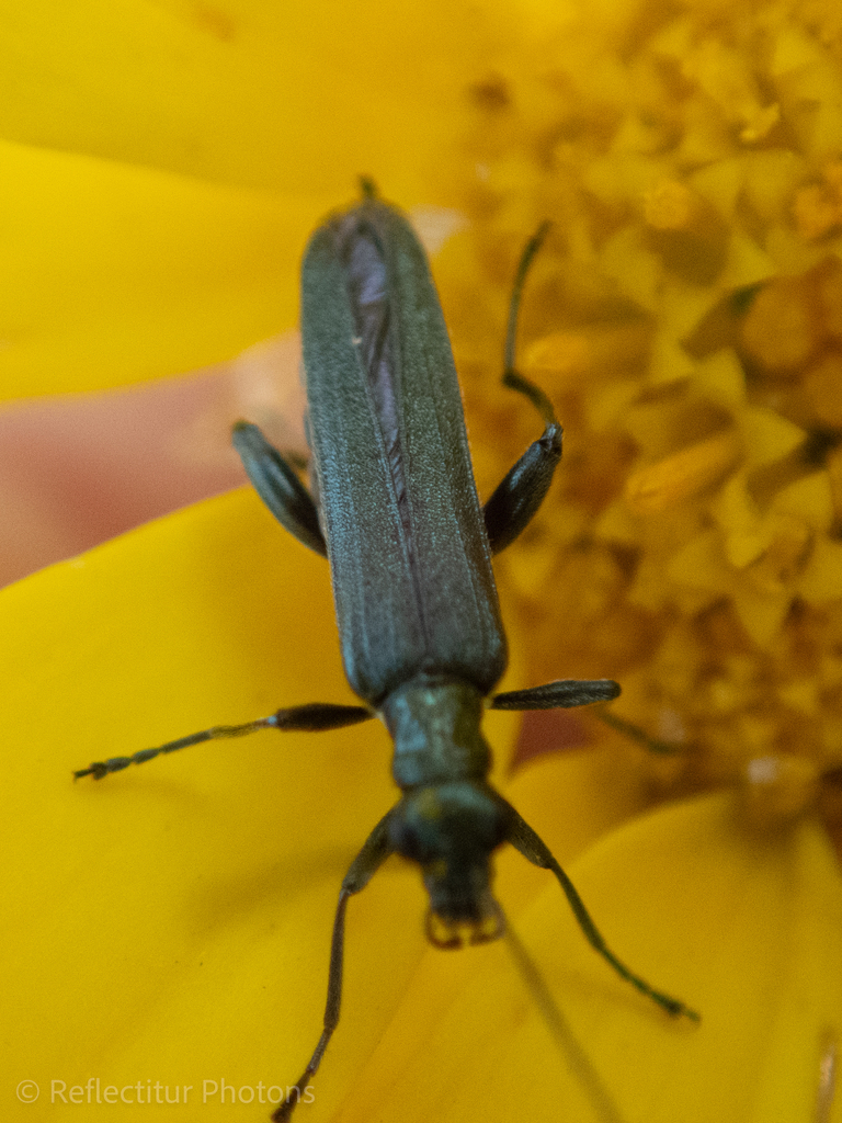False Blister Beetles from Nicosia, Cyprus on April 13, 2024 at 10:01 ...